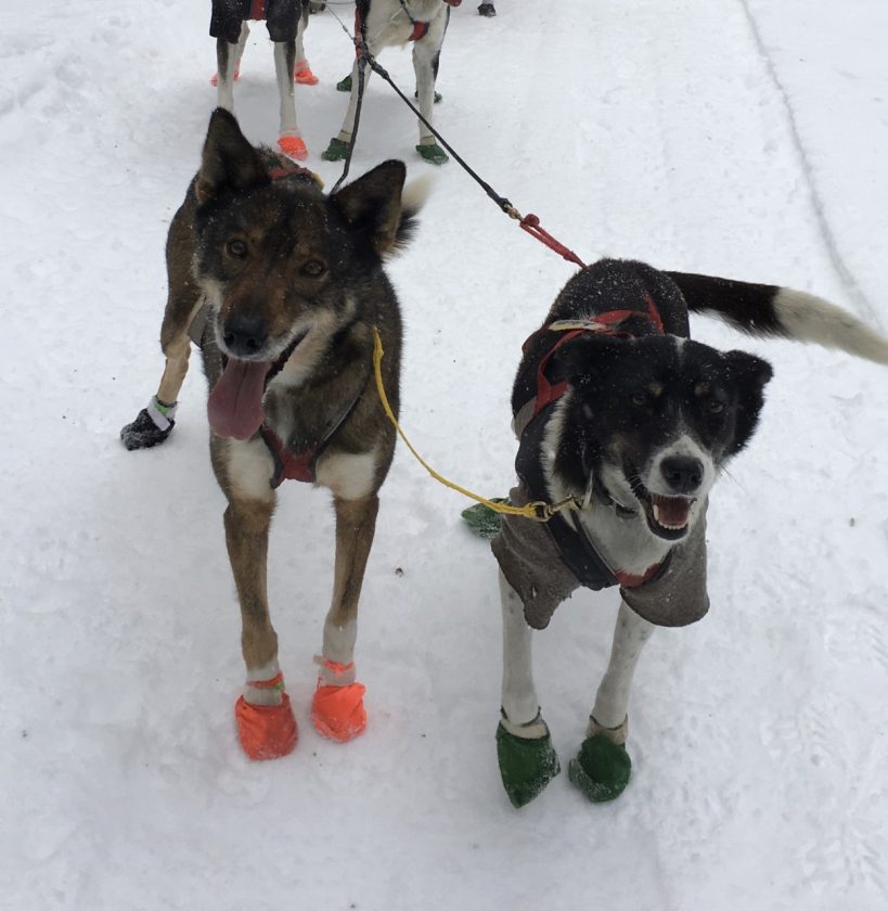 Mary Beth Logue has love for dog sled mushing | News, Sports, Jobs ...